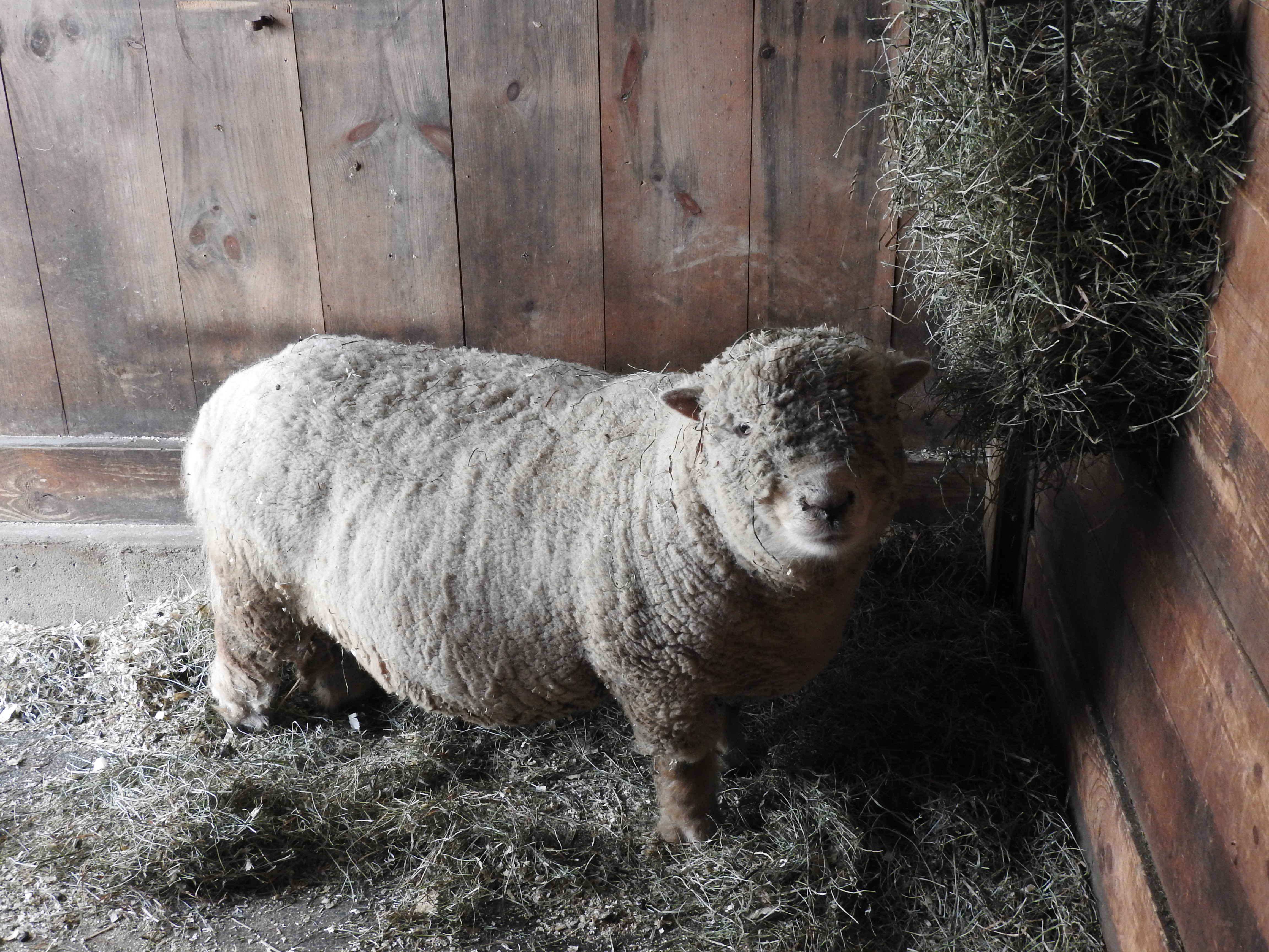 Our Animals | Coonamessett Farm