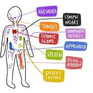 The Amazing Immune System Part I | WholeHealthSelfCare