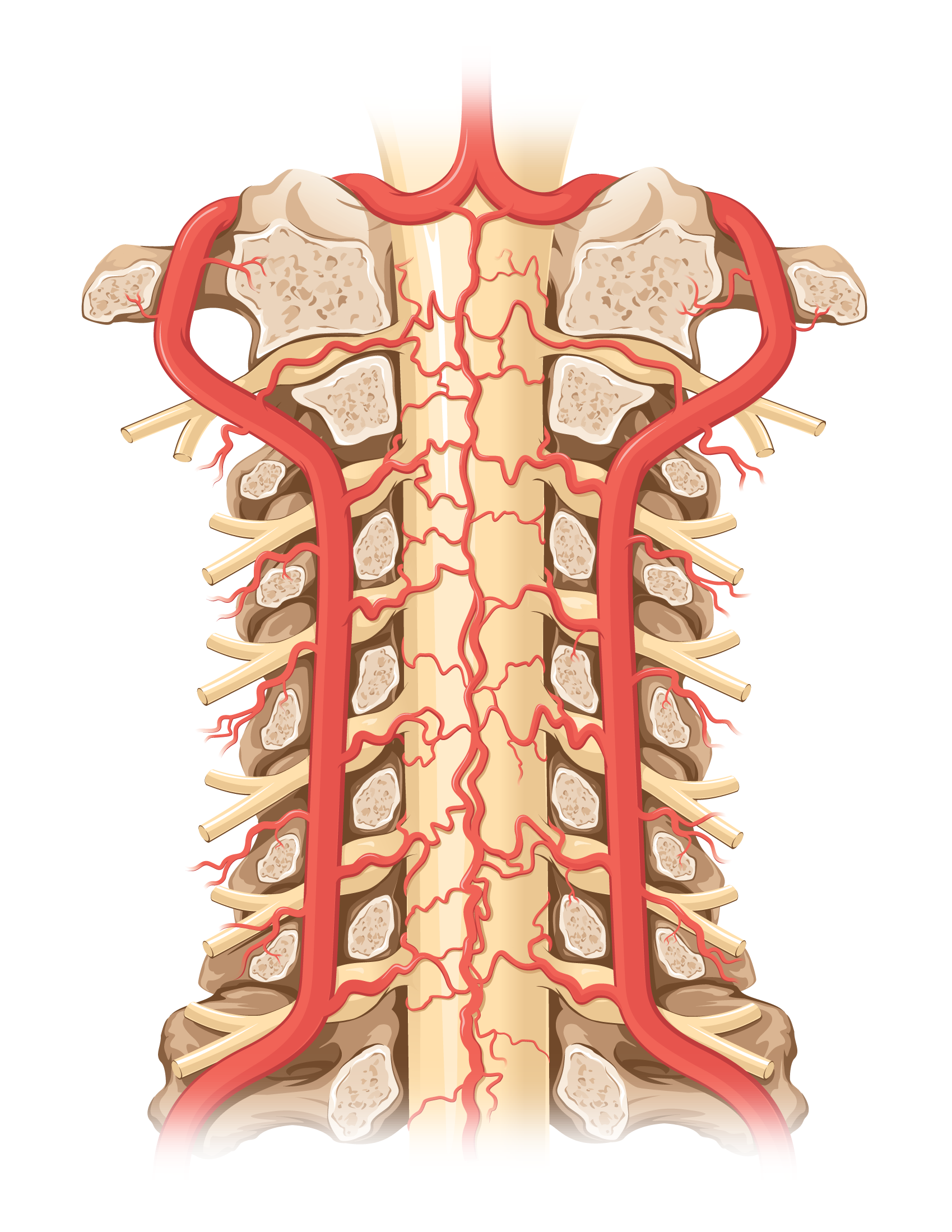 ILLUSTRATION | lgavulic