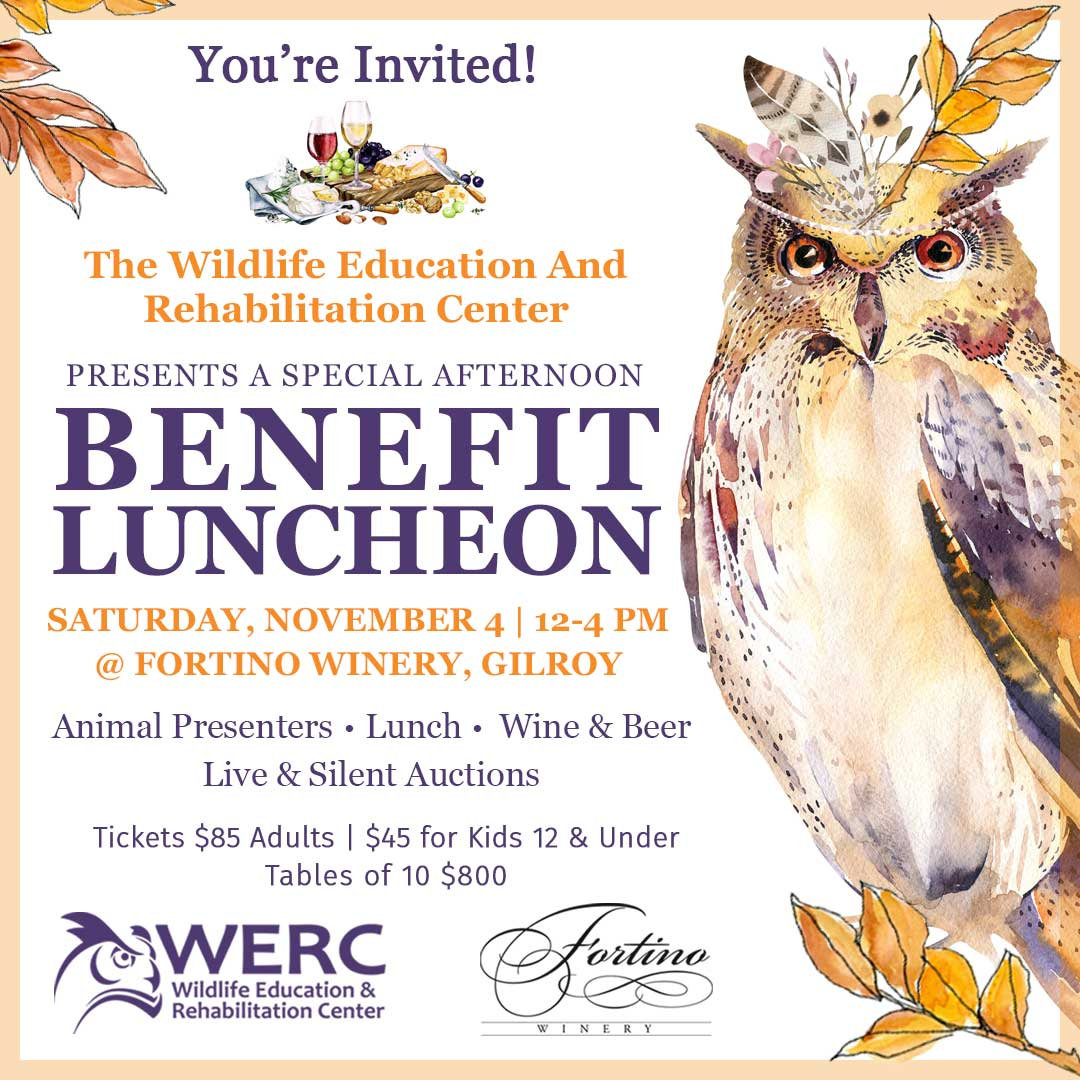 WERC Benefit Luncheon