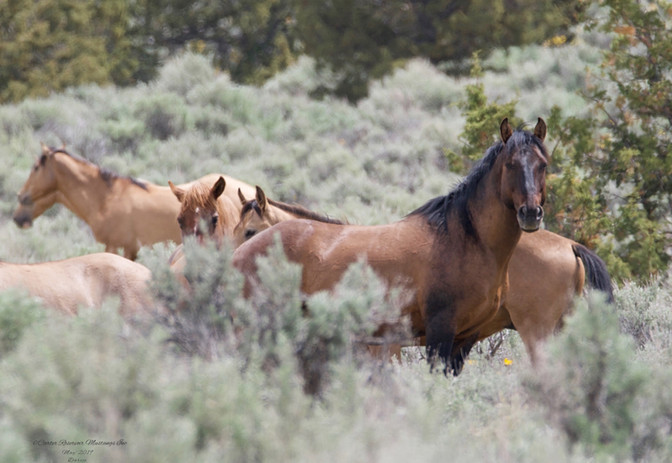 Carter Reservoir Mustang Photo Gallery