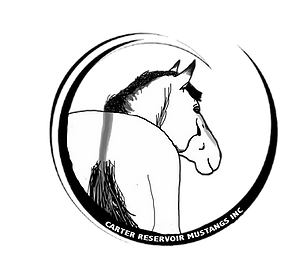 Learn About The Carter Reservoir Wild Mustang Herd