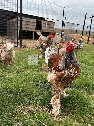 Brahma Porcelana | Granja de Julia