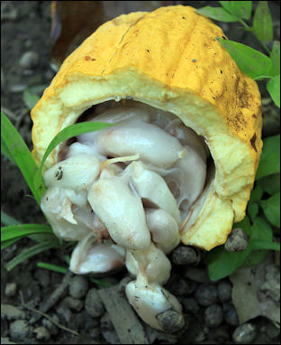 Childhood Memories with the Koko Samoa Tree