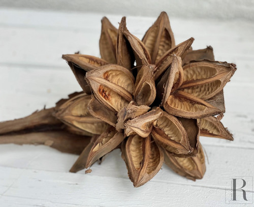 Starpod | Revival D + D