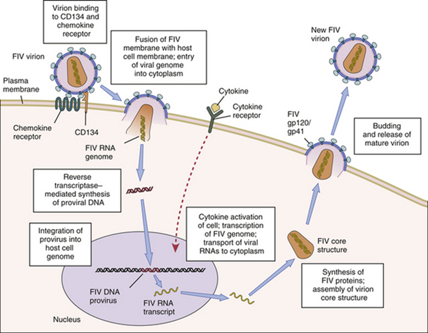 Feline Immunodeficiency Virus