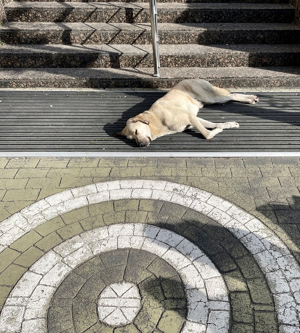 Project_Dogs | meinewebsite