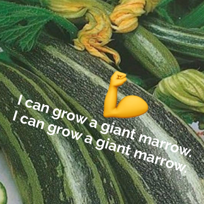 Giant Marrow Growing Competition