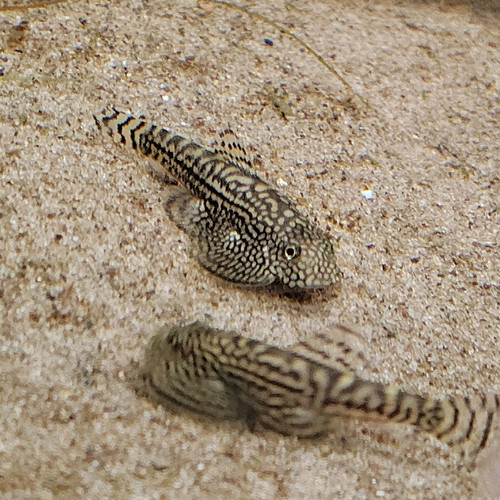 Reticulated Hillstream Loach | M&D's Fish