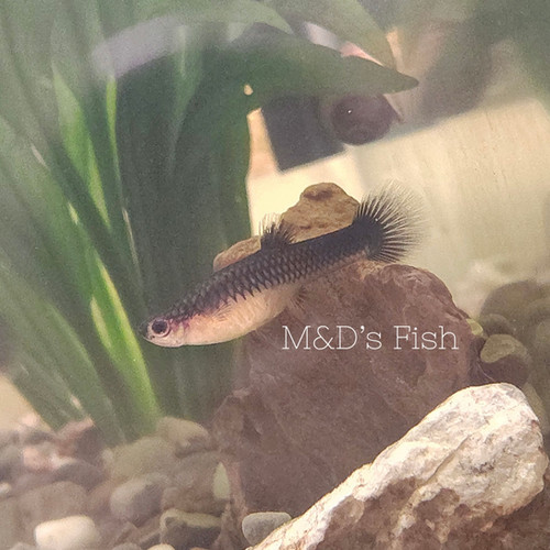 Dwarf Dumbo Panda Guppy FEMALE | M&D's Fish