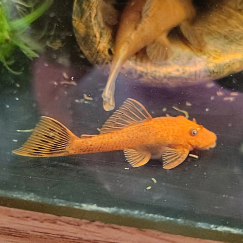 Super Red Bristlenose Pleco | M&D's Fish