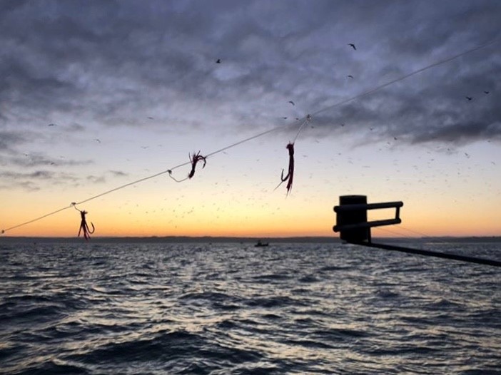 Matthew Stevens Cornish Fish