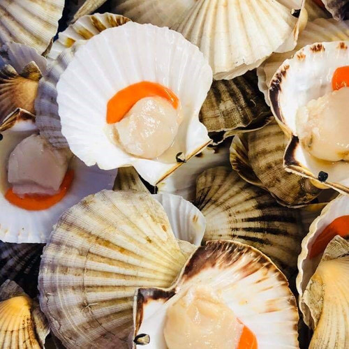 Half Shell Scallops x2 | matthewstevensfish