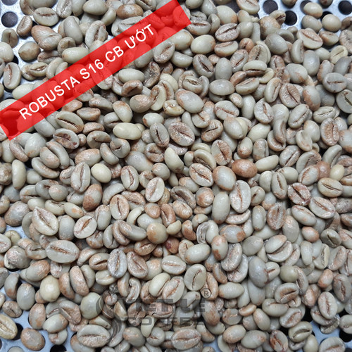 Robusta chế biến ướt S16 Full washed | vietlecoffee