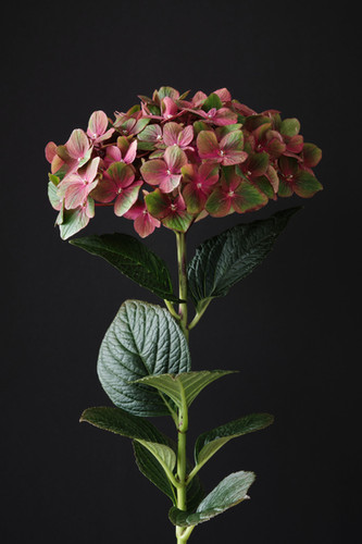 Hydrangea macrophylla 'Chocolate EVER BELLES' | Cornish Hydrangeas