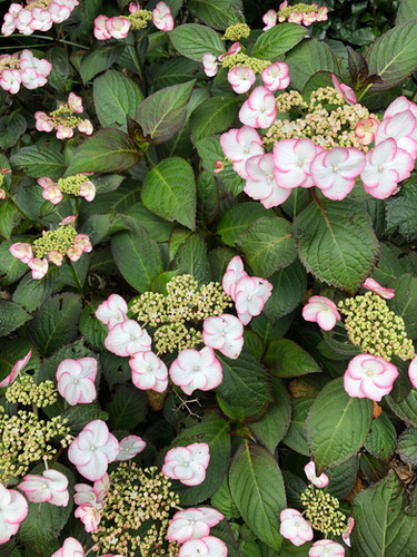 Hydrangea macrophylla 'Sandra' | Cornish Hydrangeas