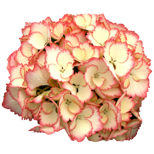 Hydrangea macrophylla 'Cocktail' | Cornish Hydrangeas