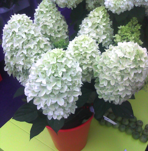 Hydrangea paniculata 'Magical Candle' | Cornish Hydrangeas