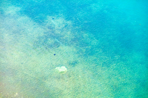 Key West Wildlife Refuge IV - Stingray | Claudia Chloe