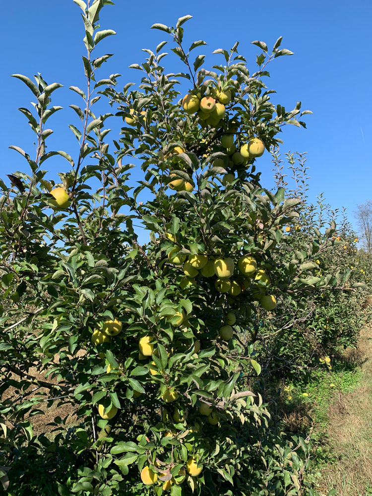 Crop Report: Goldrush Apples!