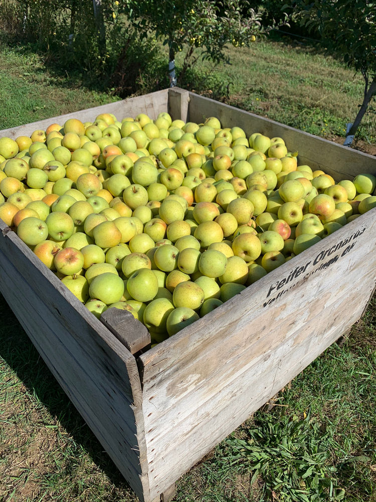 Crop Report: Goldrush Apples!