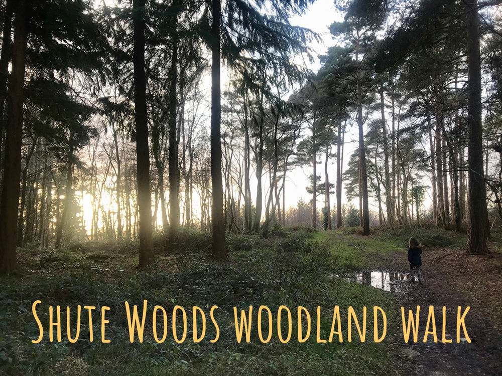 Shute Woods Circular Woodland Walk (nr Axminster/Honiton/Colyton)