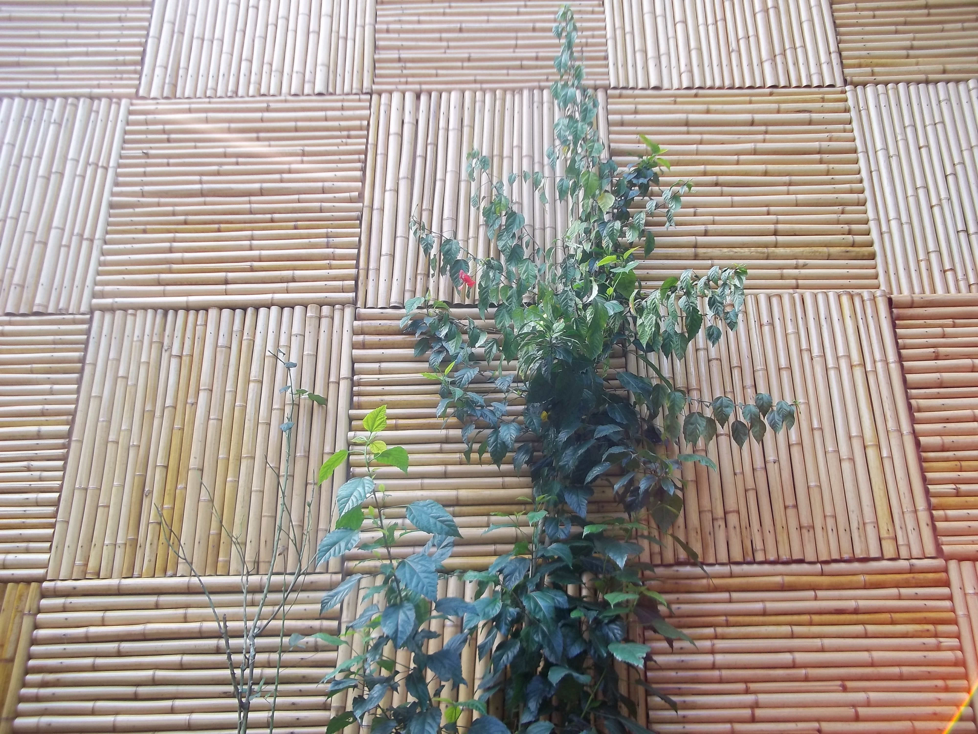 Forro De Bambu | Neves bambu decorações | Brasil