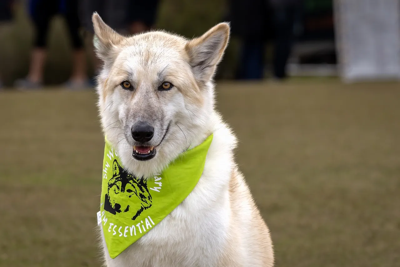 Shy Wolf Sanctuary: A Tale of Compassion, Education, and Growth