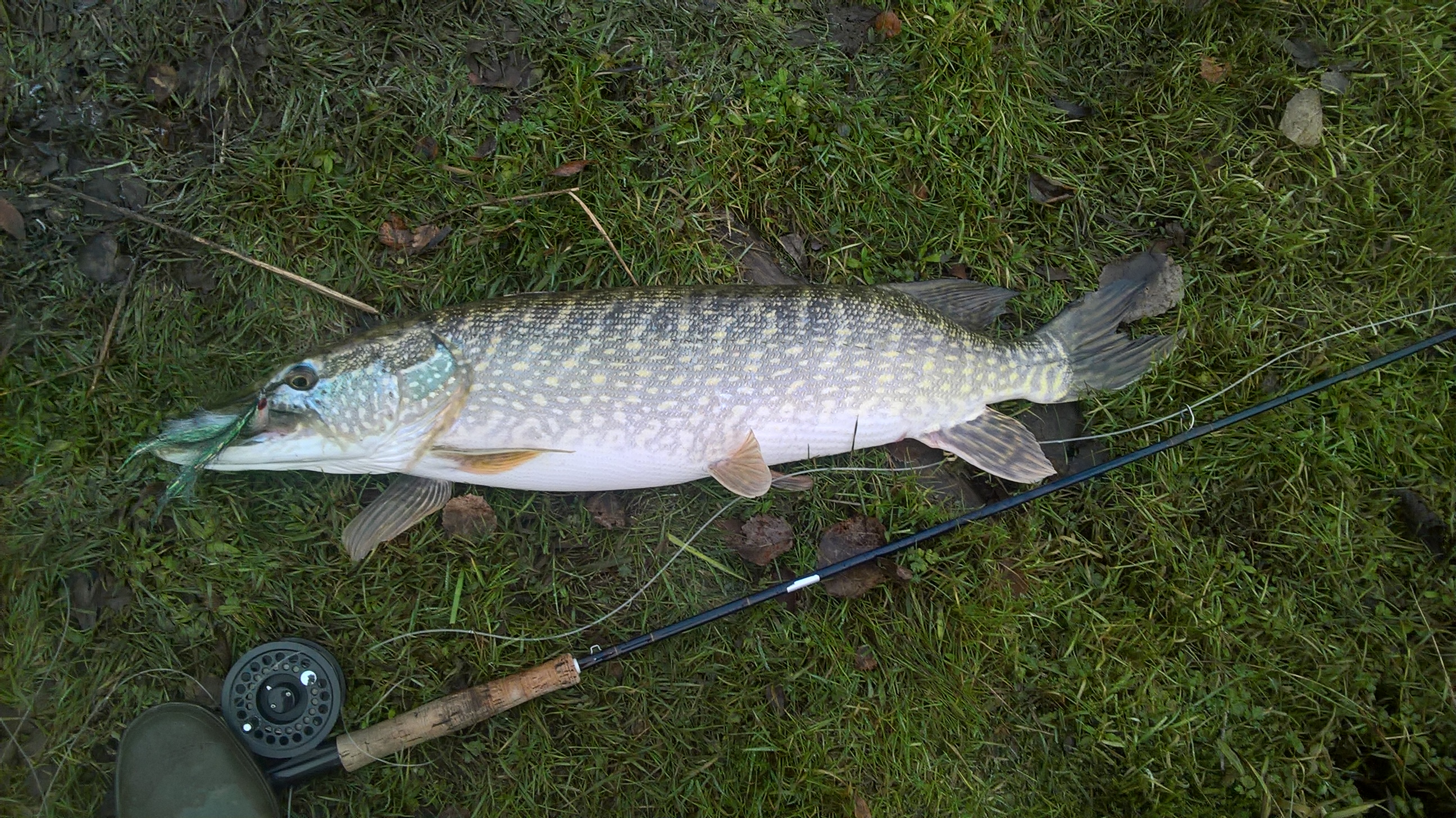 Pottishaw Fly Fishery | Fly Fishing For Trout & Pike | West Lothian