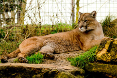 Animal Gallery | Johnsons of OldHurst