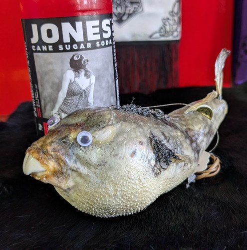 Parrot Pufferfish Blowfish Dried 6 - 7 inch | Shaddow Domain LLC