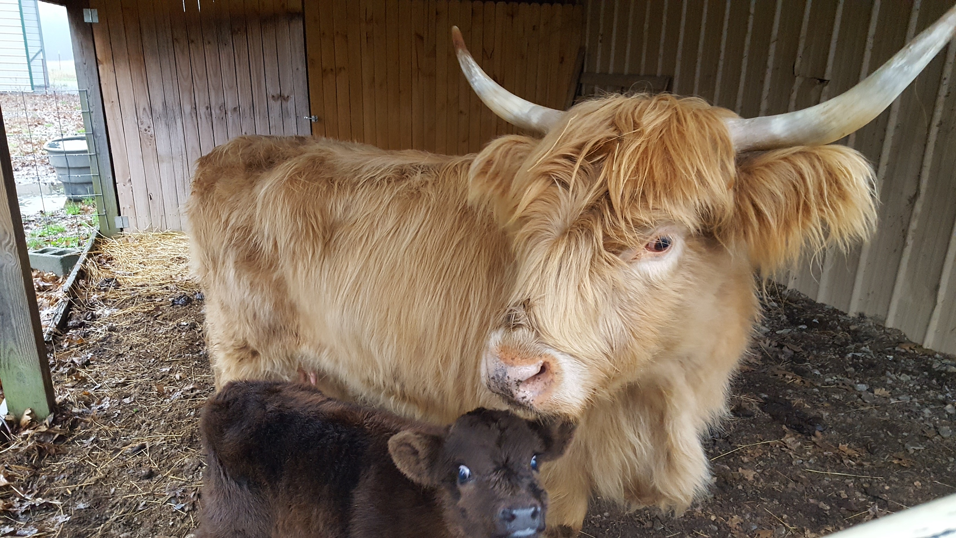 Myotonic Goats| Highland Cattle | Shelbyville Tennessee | Do Over Farm