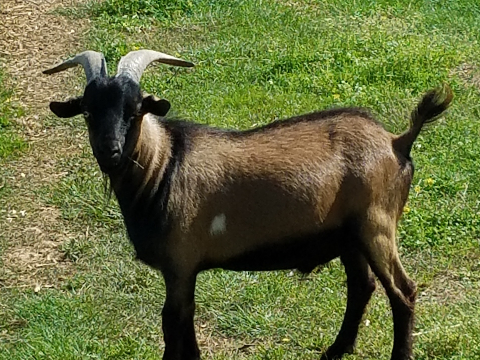 Myotonic Goat|Scottish Highland Cattle|Shelbyville Tennessee | Do Over Farm