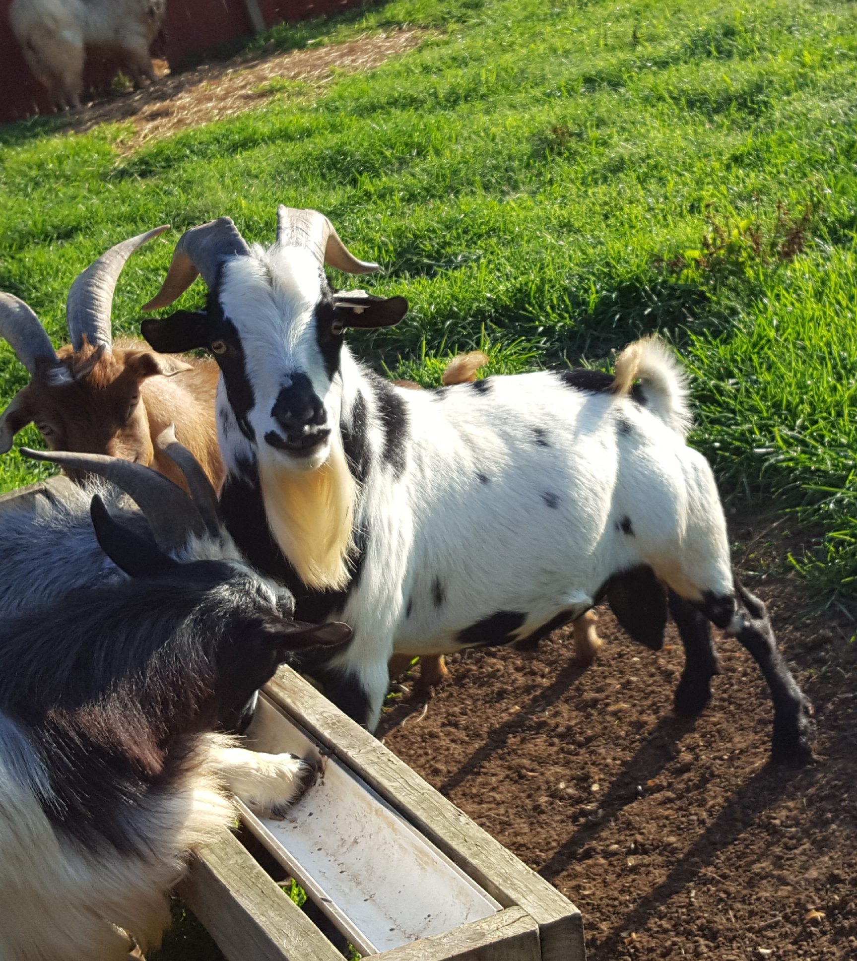 Myotonic Goats | Fainting Goats | Shelbyville Tennessee | Do Over Farm