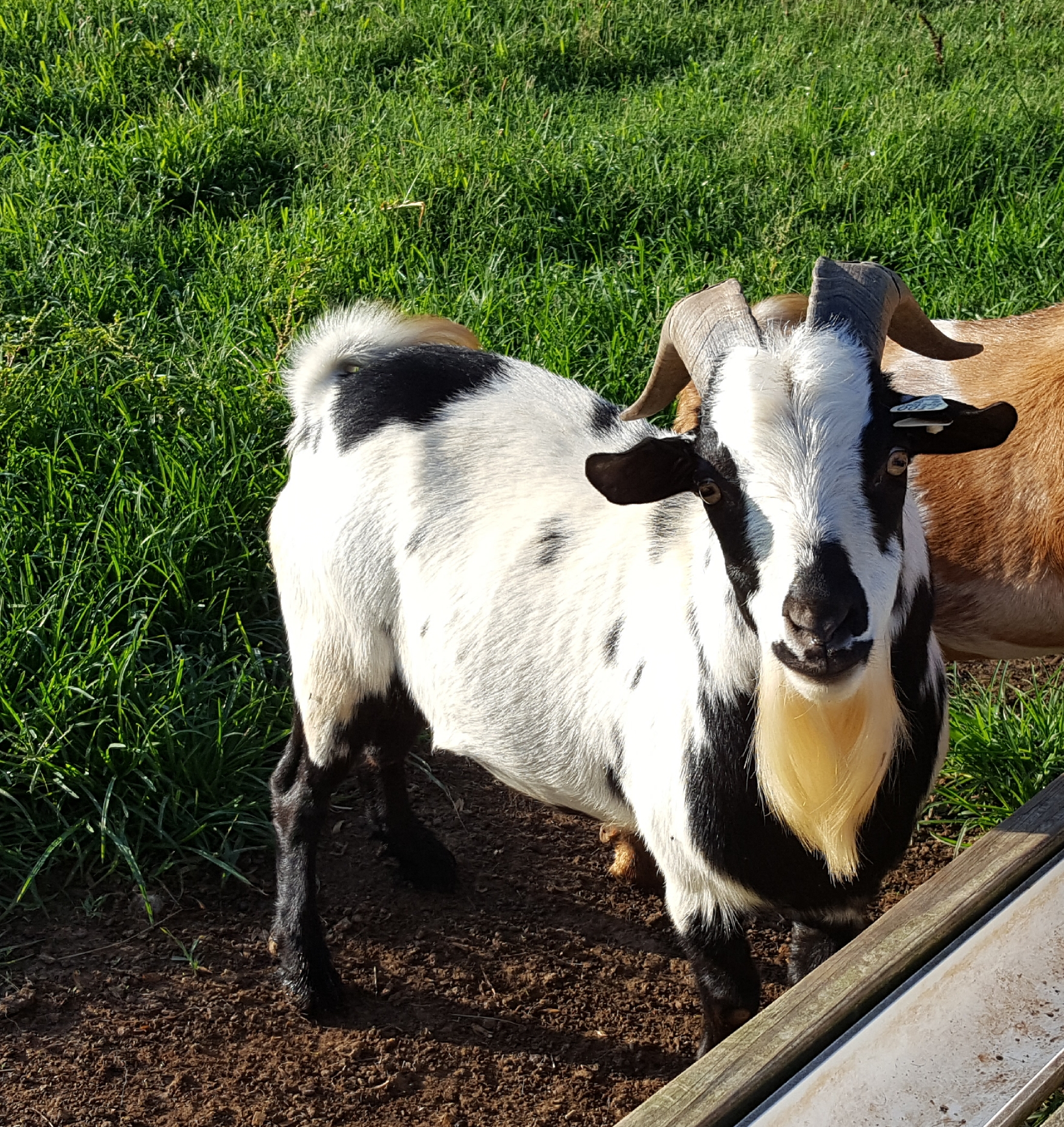 Myotonic Goats | Fainting Goats | Shelbyville Tennessee | Do Over Farm