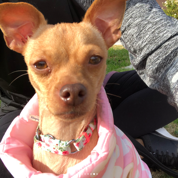 K911 ResQ Dog Rescue | Torrance, South Bay