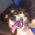 K911 ResQ Dog Rescue | Torrance, South Bay