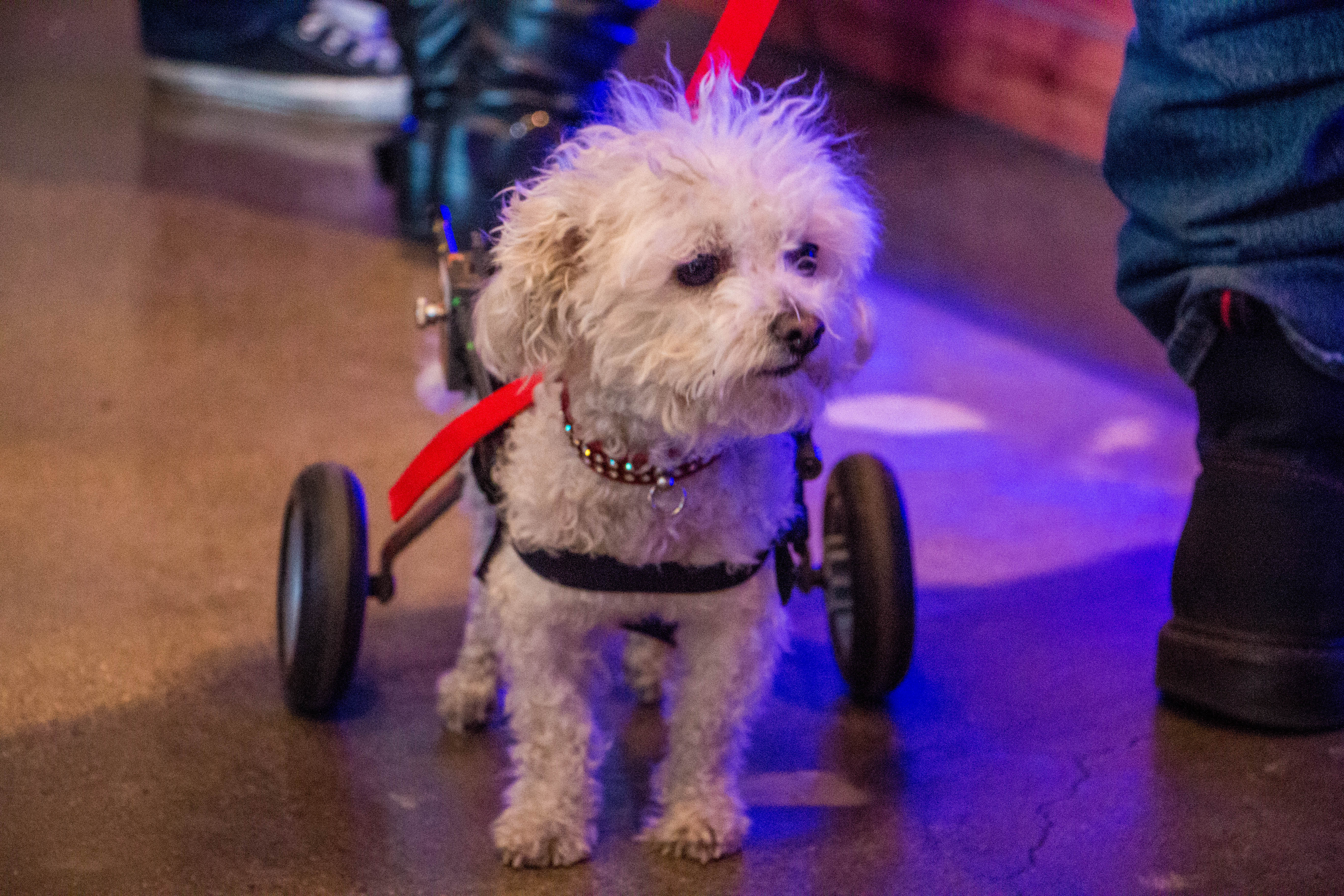 K911 ResQ Dog Rescue | Torrance, South Bay