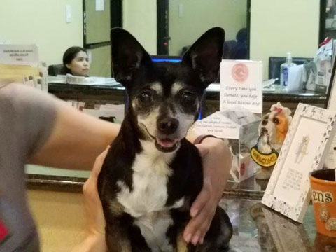 K911 ResQ Dog Rescue | Torrance, South Bay