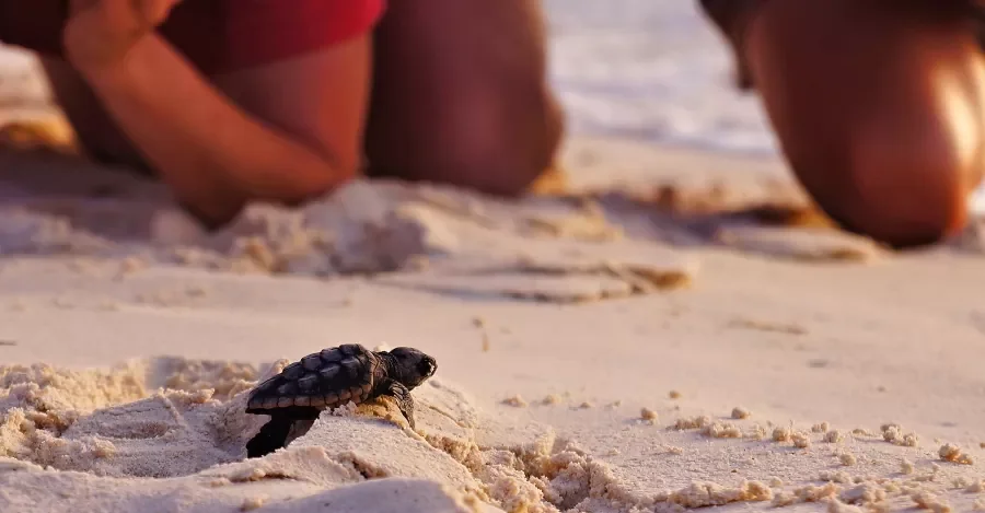 Ultimate Guide to Turtle Hatching Season in Zante: Laganas and Kalamaki ...