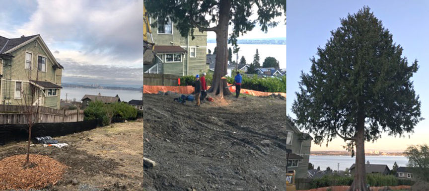 The Tale of Two Trees