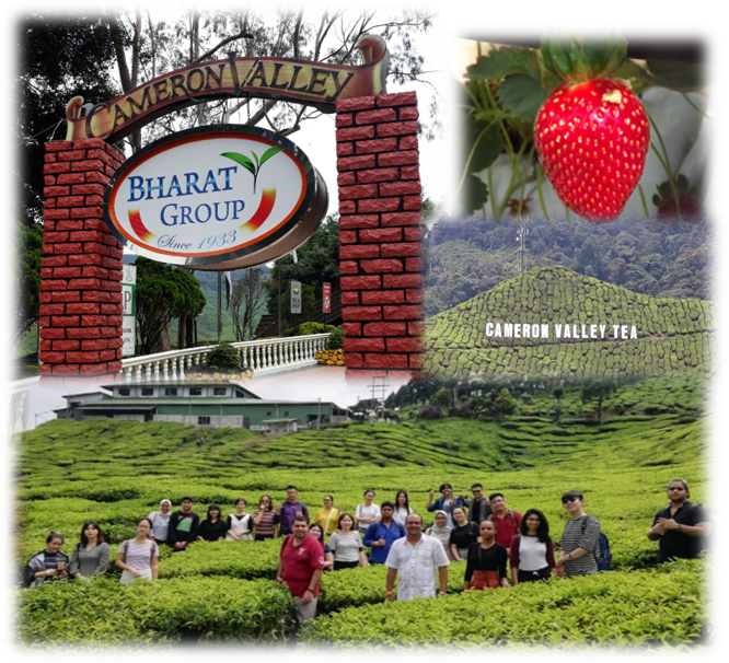 Bharat Tea Plantation, Cameron Highland Visit