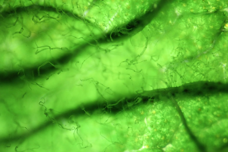 Viridos, ExxonMobil execute agreement to help scale algae-based ...