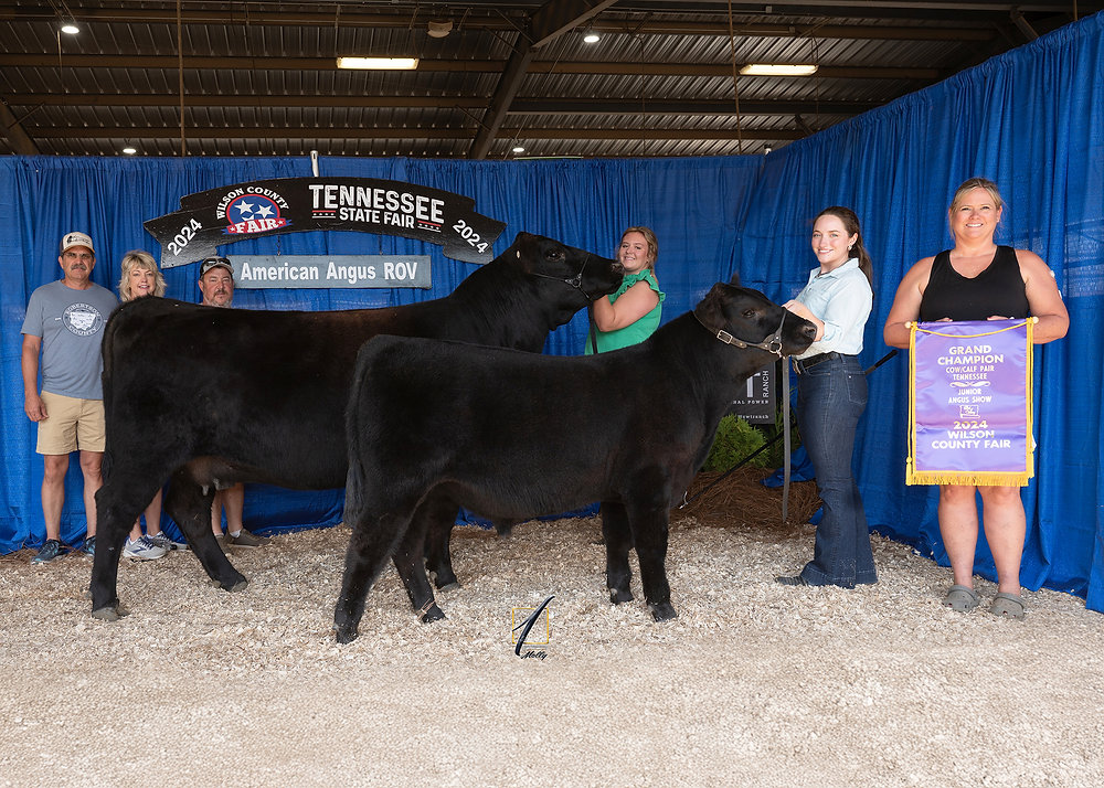 2024 Tennessee State Fair Junior & ROV Angus Show