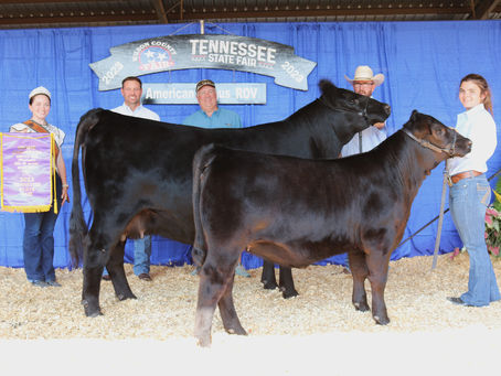 Indiana Angus | Indiana Angus Association