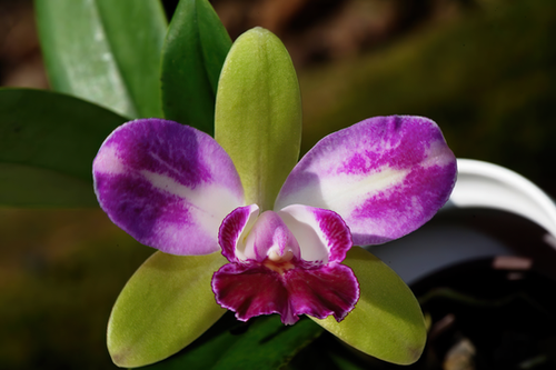 Pry. Chief Green Sky 'Peanut' | Orquidea-Shop