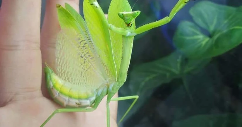 Shop | MANTIS & ANTS N.I