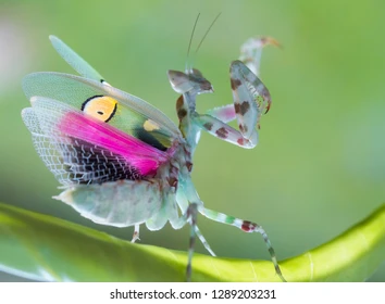 Bug Store | Mantis N,i