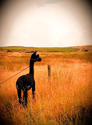 Alpaca Therapy | Poppywood Alpacas