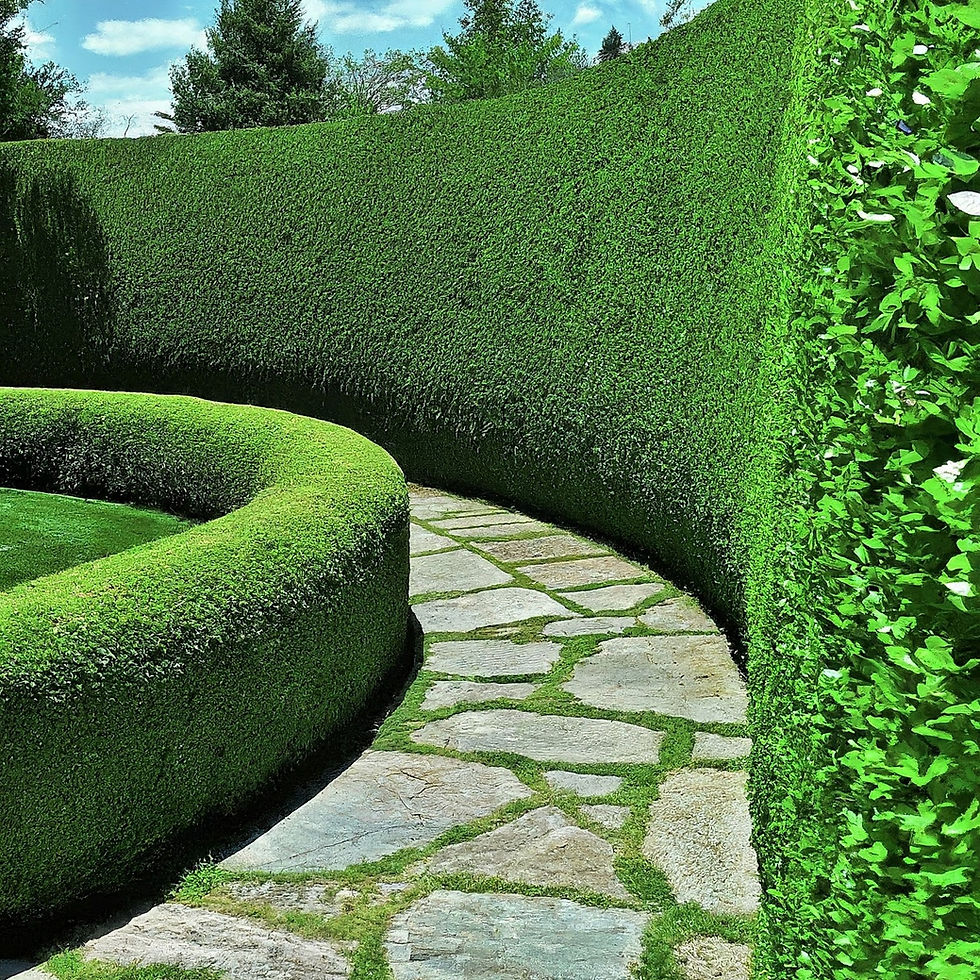 The Top 10 Best Plants for Stunning Hedges